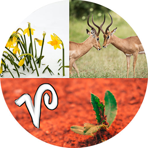 Aries | The Ram | CARDINAL FIRE – AstroArtistry | by dianna fae